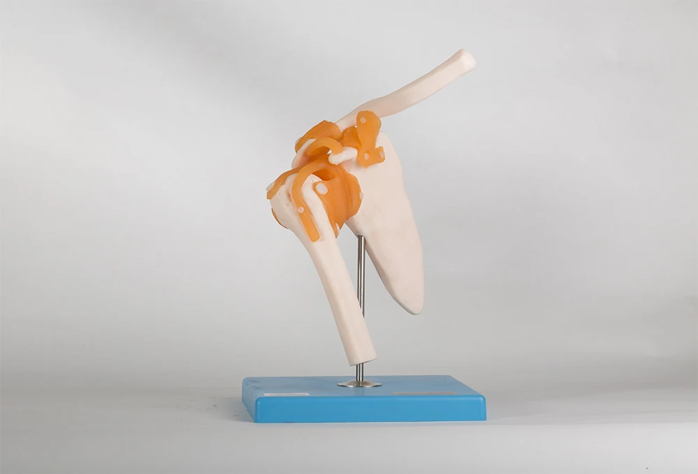 Medical Science Models Shoulder Joint Human Skeleton Anatomical Model ...