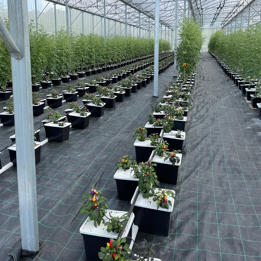 Dutch Bucket Growing System Dutch Bucket Stands Irrigation - Buy Dutch ...