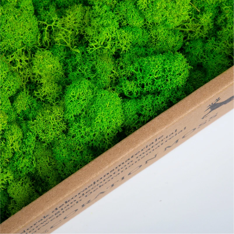 Real Natural Moss Wall Art Living Green Stabilized Icelandic Lichen ...