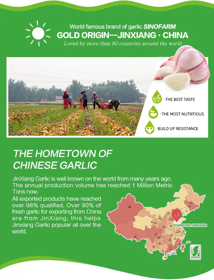 Wholesale Fresh Garlic - Competitive Prices & Quality