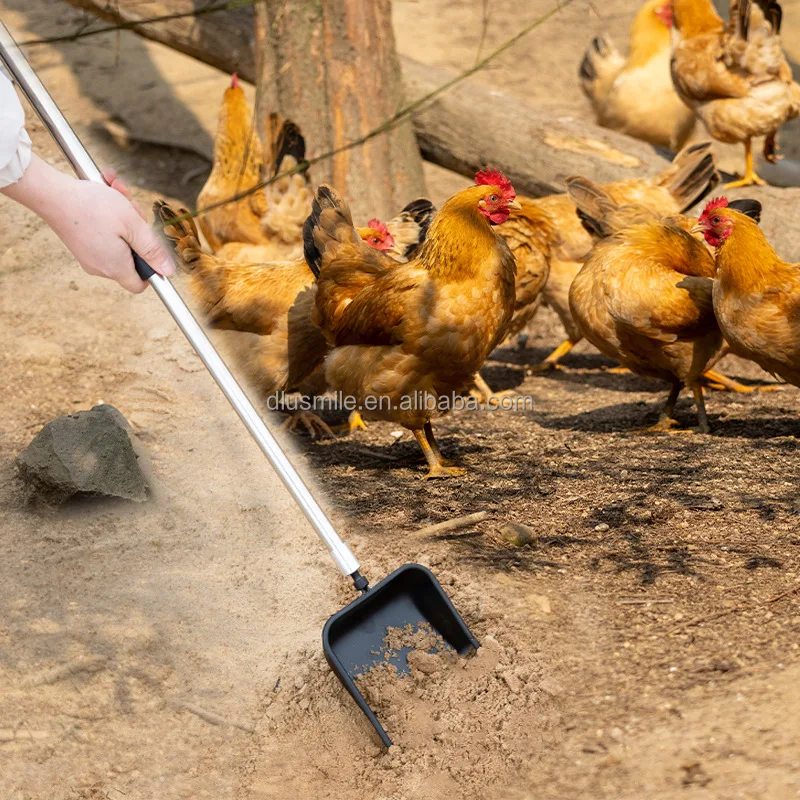 Stainless Steel Chicken Manure Shovel Extended Handle Adjustable Fowl ...