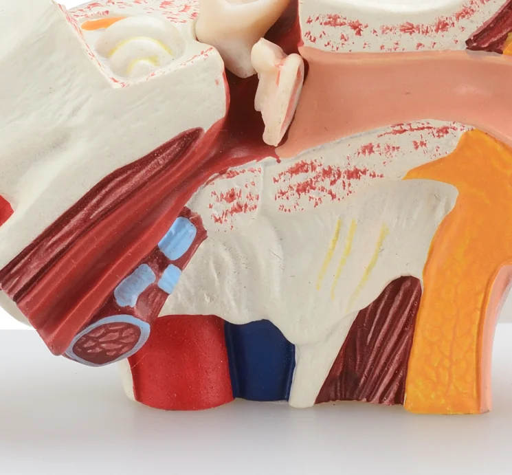 Medical Teaching Human Ear Anatomy Model Mini Pvc With Base| Alibaba.com