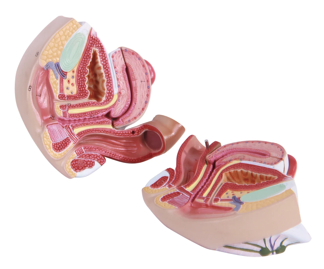 female anatomy internal external genital organ anatomic model| Alibaba.com