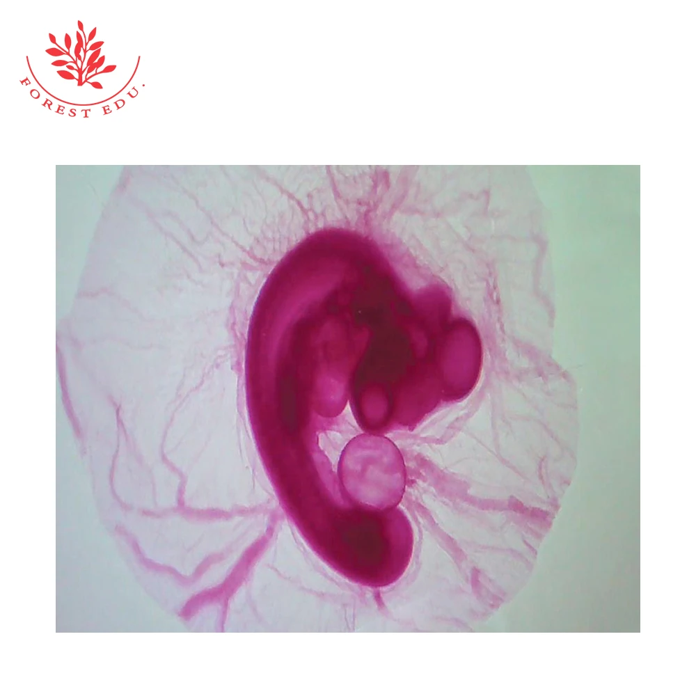 Prepared Microscope Slides Chick Embryology Microscope Slide Set 18pcs ...