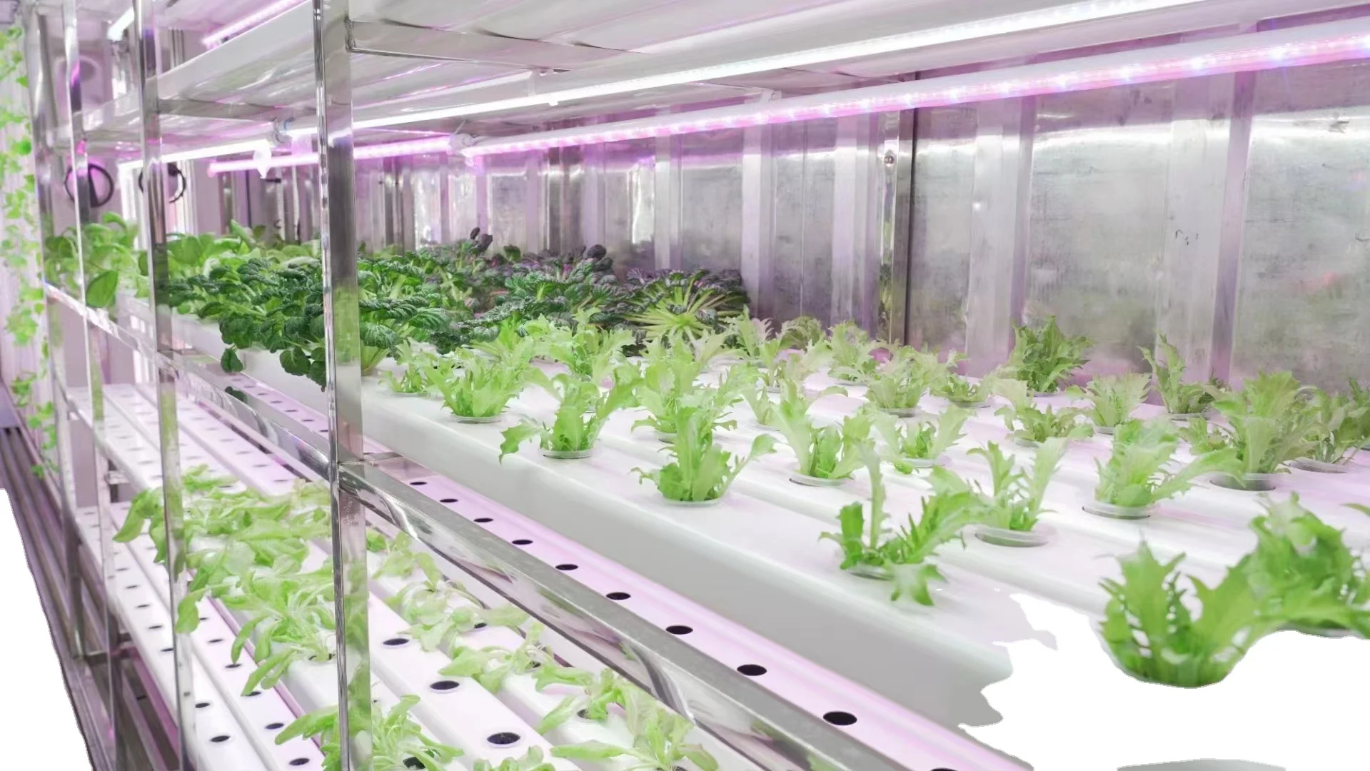 Skyplant Shipping Container Farm Container Greenhouse Vertical Farming ...