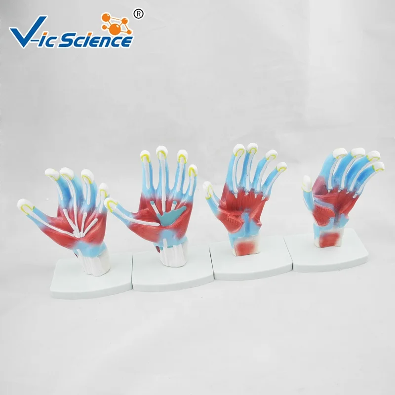 human body anatomy model hand palm anatomy model biological model ...