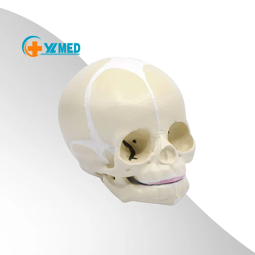 Human Fetal Skull Model Fetus Skull Anatomy Baby Skull Model Life Size ...