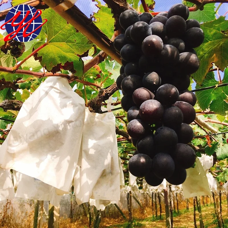 Factory Price Grape Growing Paper Bag Fresh Fruit Cover Bag Grape ...