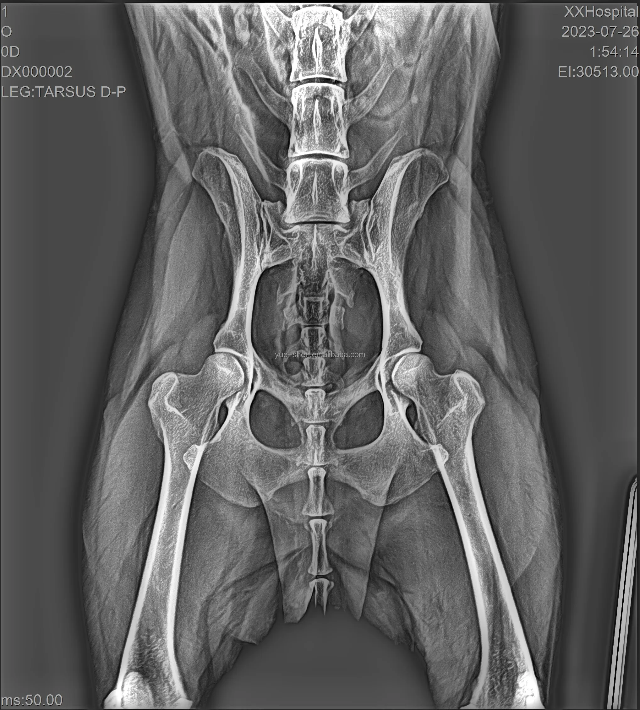 MARS 1717V - VSI Veterinary Fat Panel Detector FLAT PANEL MARS 1717V-VSI software VETDROC ...