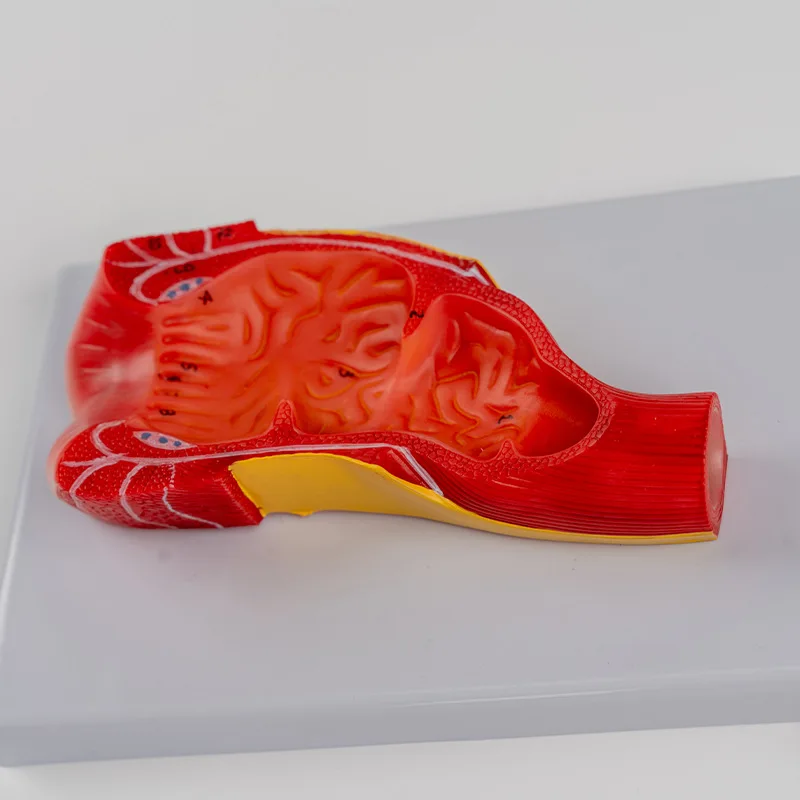 Human Anatomical Digestive System Model Intestinal Anatomy Biology ...