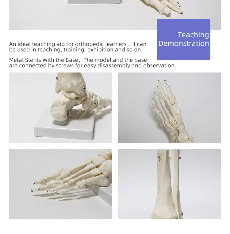 Human Foot Skeletal Model FRT027-01 Foot Bone Model With Fibula and ...