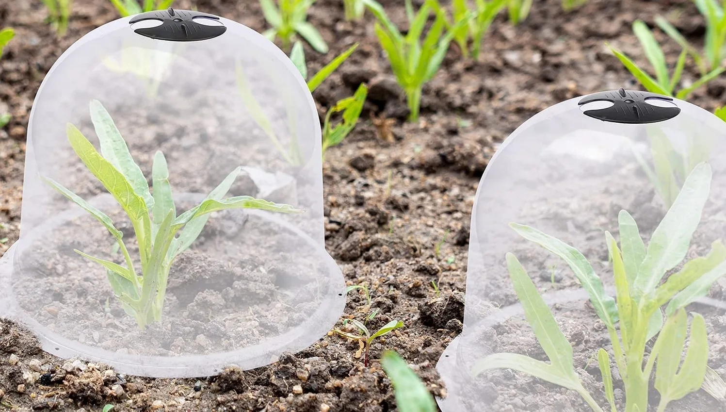 Cloche Clear Dome Bell Cloches Set Of 6 Garden Cloche Dome Plant Bell ...