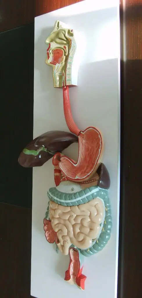 Medical Science Human Digestive System Model Digestive Tract Stomach ...