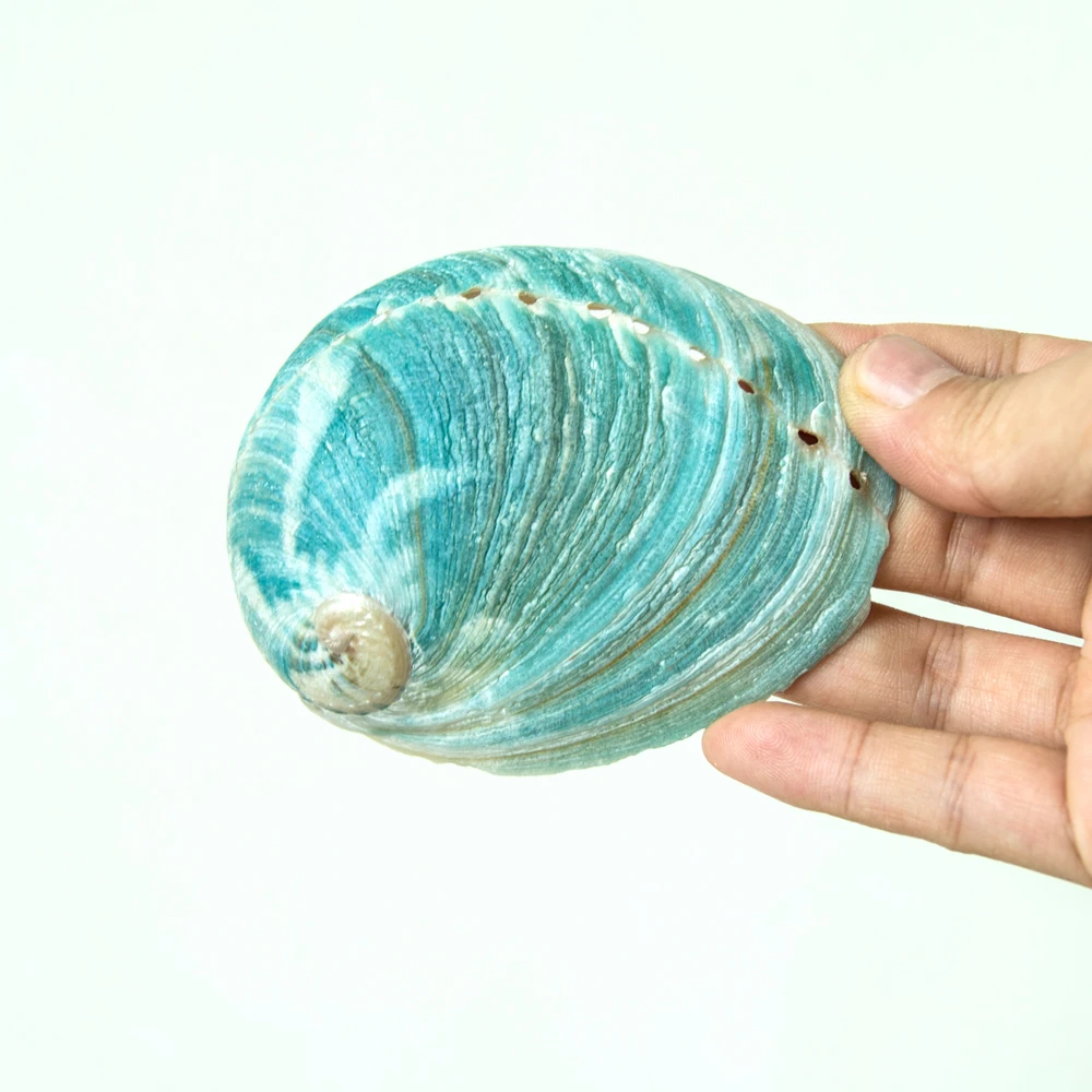 Natural Green Abalone Shell Smudging - Home Decor Gift