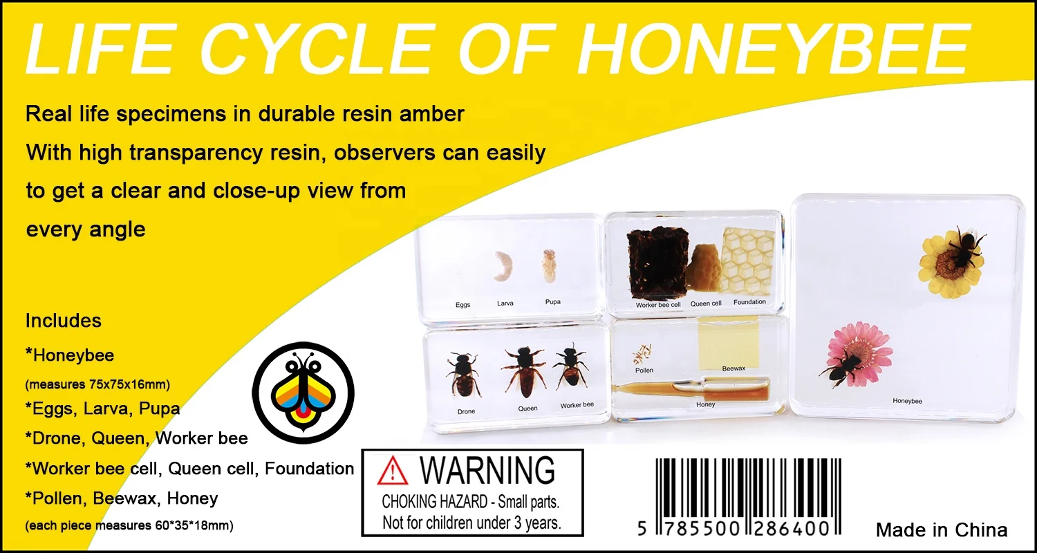 Original Resin Insect Specimen Life Cycle Of Honeybee Teaching ...