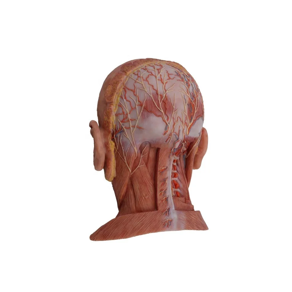 Soft Anatomy of the Posterior Head Model Suboccipital Triangle ...