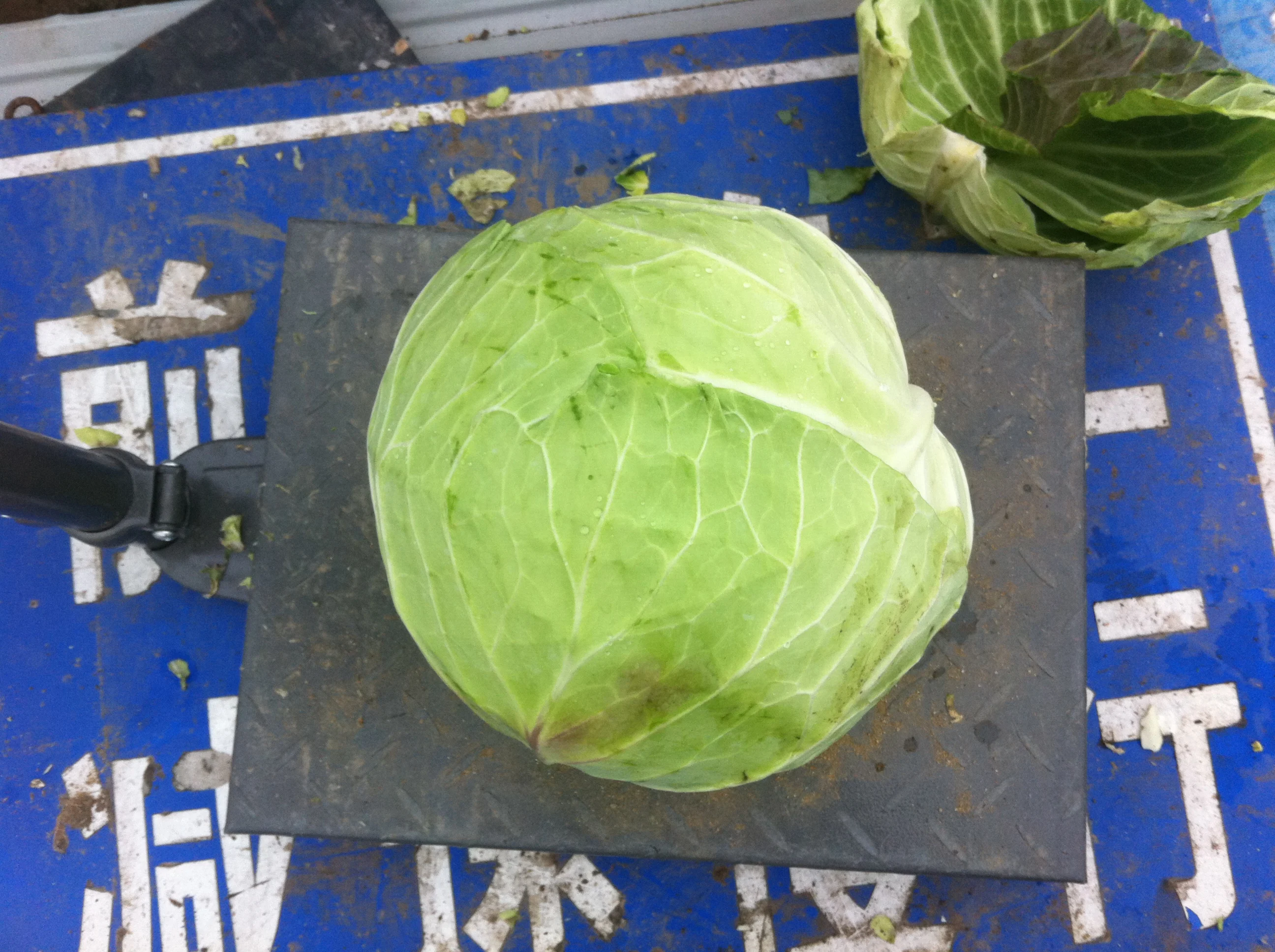 Chinese Factory Supply New Crop Of Fresh Vegetables Fresh Round And ...