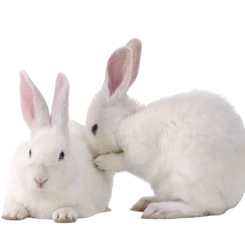 Small, Medium, Large Size Flash Frozen Whole Rabbits For Large ...