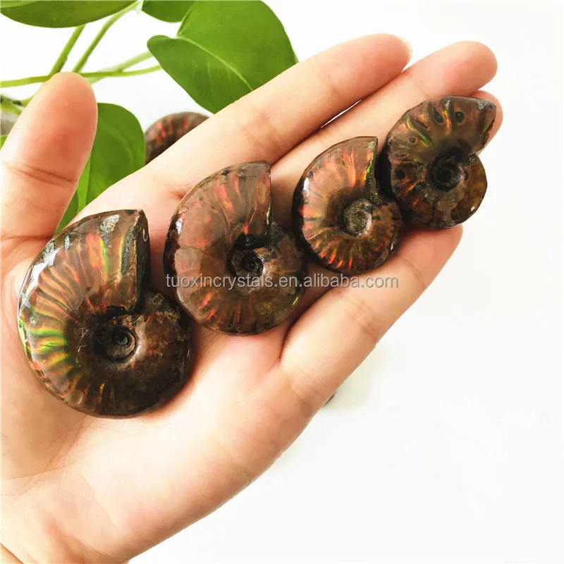 Natural Snail Shells Conch Specimen Fossil Ammolite Gem Spiral Shell ...