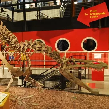 Dinosaur Park Dinosaur Fossils Real T-rex Skeleton For Sale - Buy ...