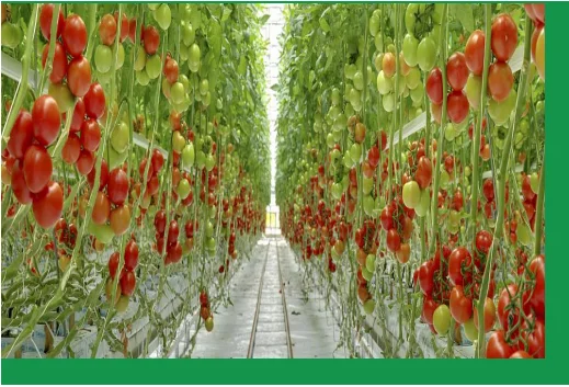 Complete Center Pivot Fertigation & Irrigation Seedlings Watering ...