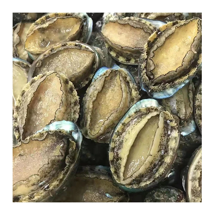 Wholesale Seafood Food Natural Frozen Whole Abalone In Shells For ...