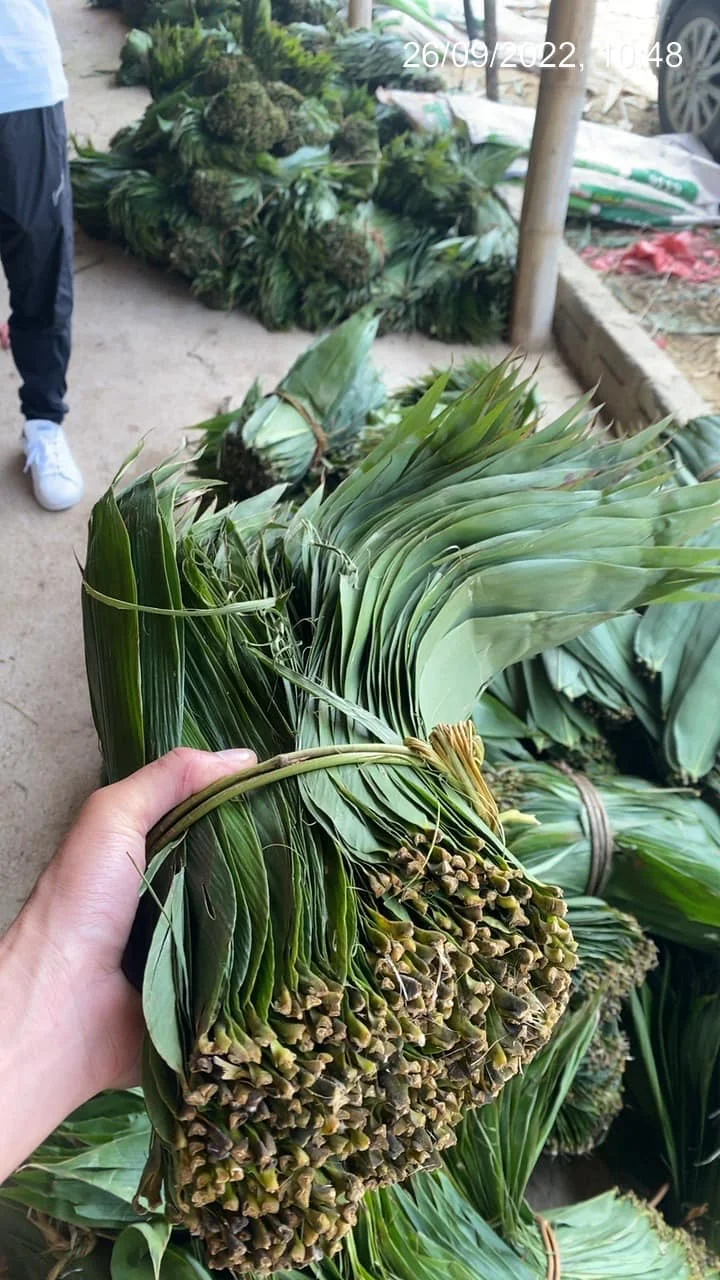 Dried Bamboo Leaves - Natural Green for Zongzi & Sushi