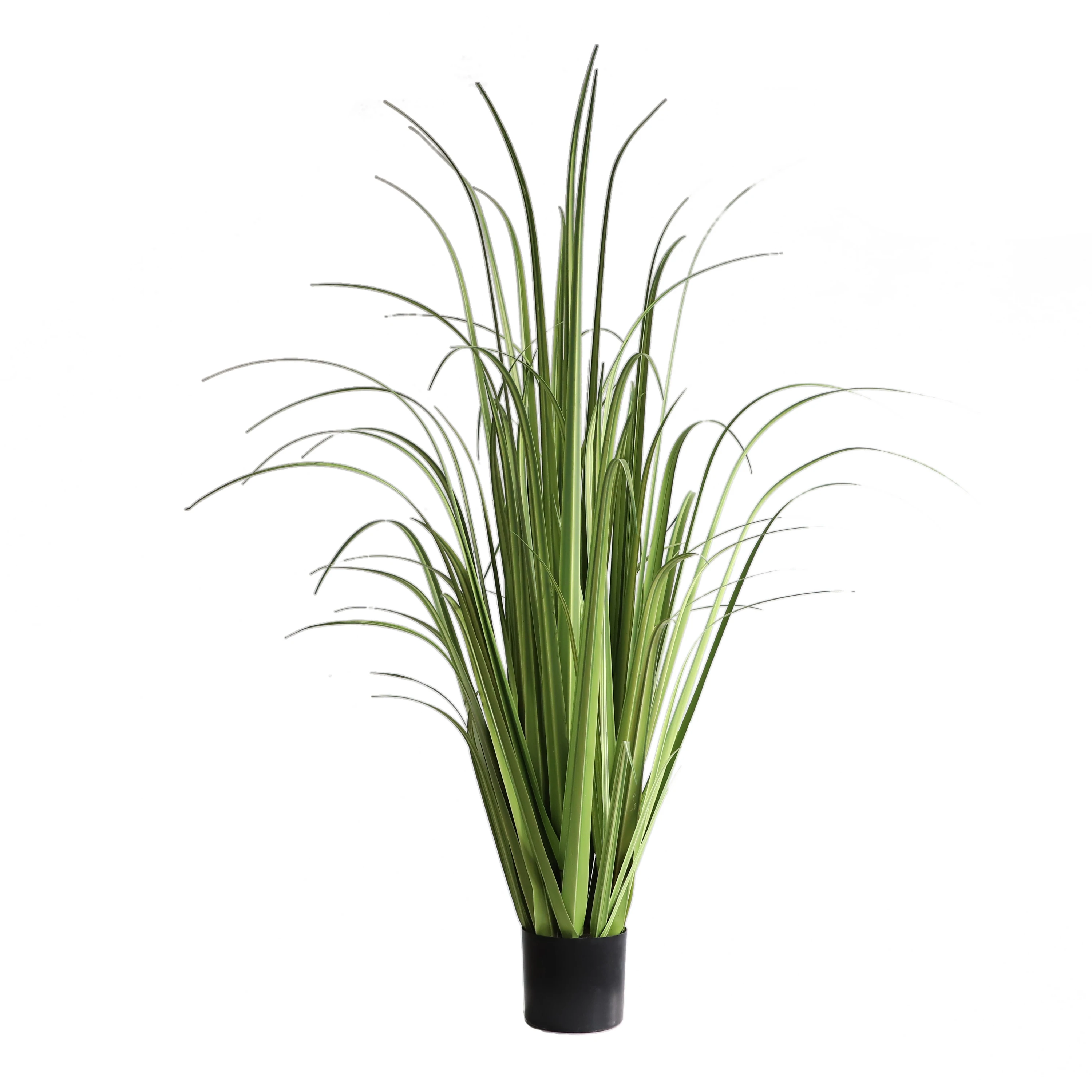 Indoor Ornamental Grass