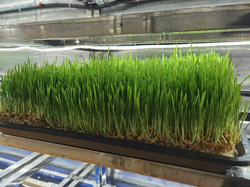 Shipping Container Farm For Hydroponic Fodder Growing System Vertical ...