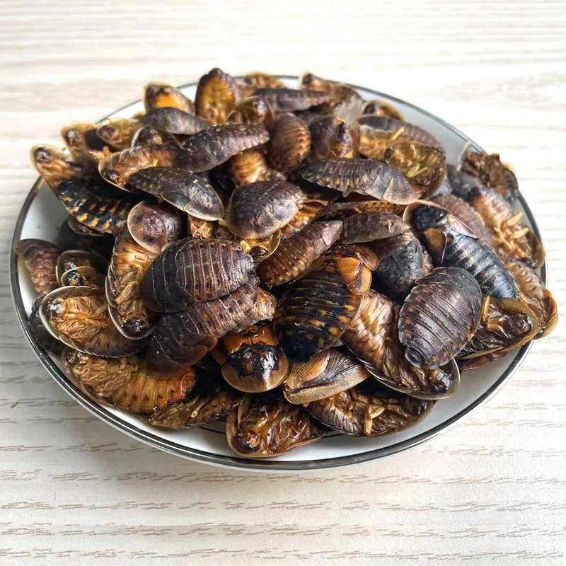 Dubia Cockroach Reptile Food - Dried for Pet Nutrition