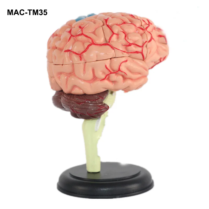Wholesale 4D Brain Model - Detailed Human Anatomy Manikin