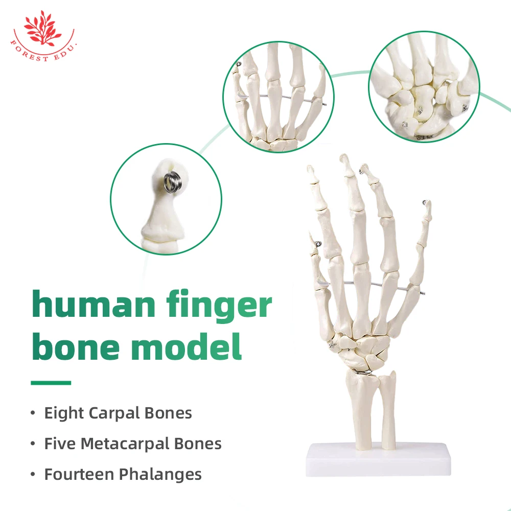 Human Hand Skeleton Model - High Quality Medical Supply