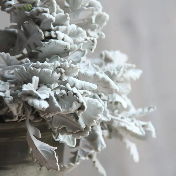 Wholesale Sliver Color Decorative Flowers Wreaths Dried Dusty Miller ...