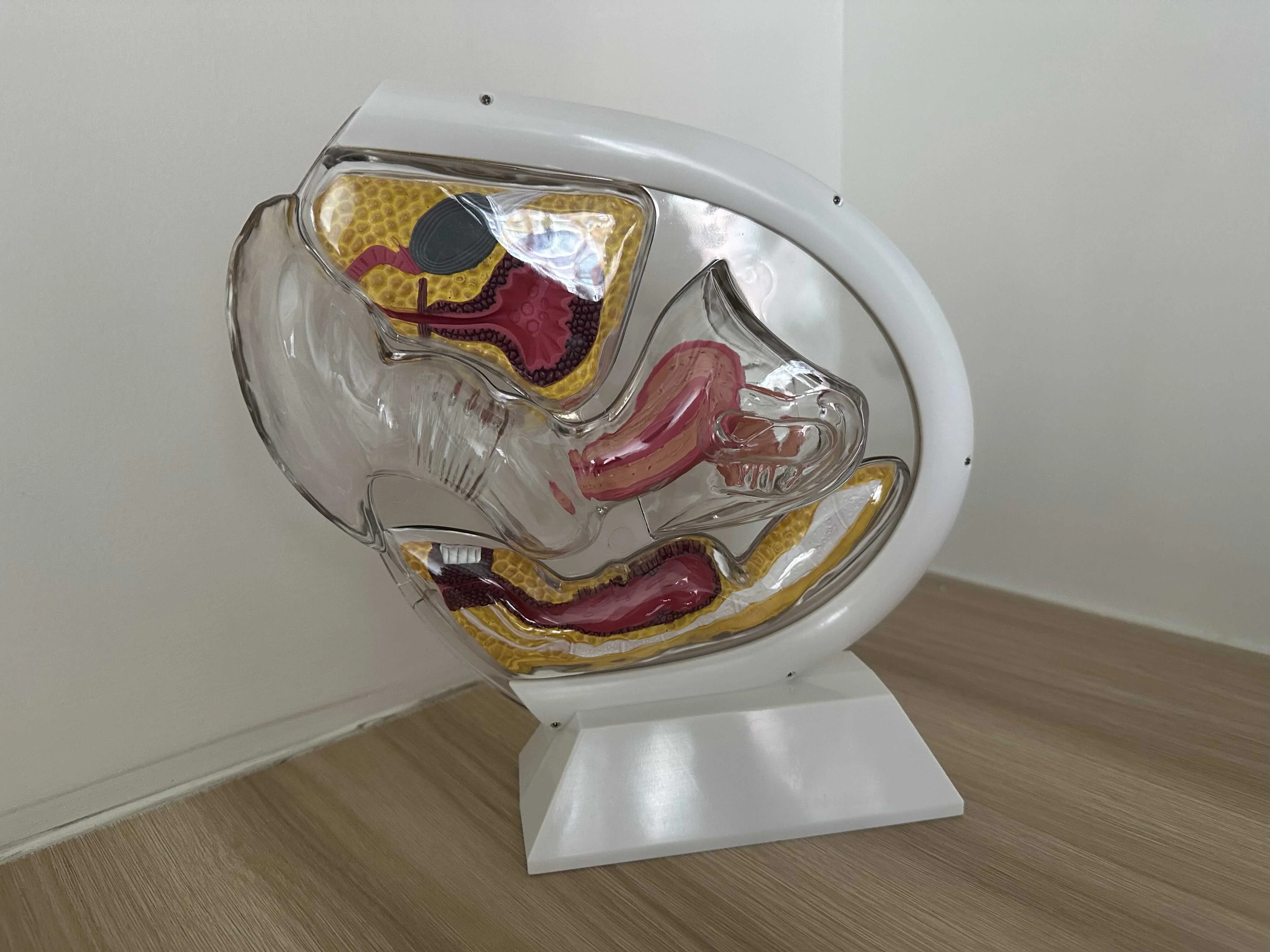 Kyrenmed Female Reproductive System Model - Transparent Uterus