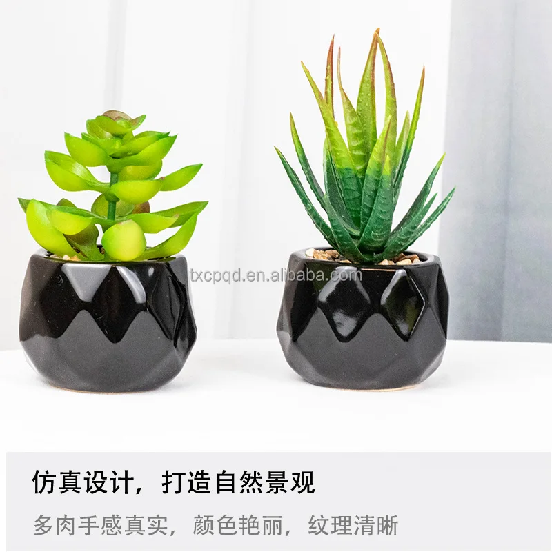 MF-LP72Wholesale Succulents with Ceramic Flower Pots and Plastic ...