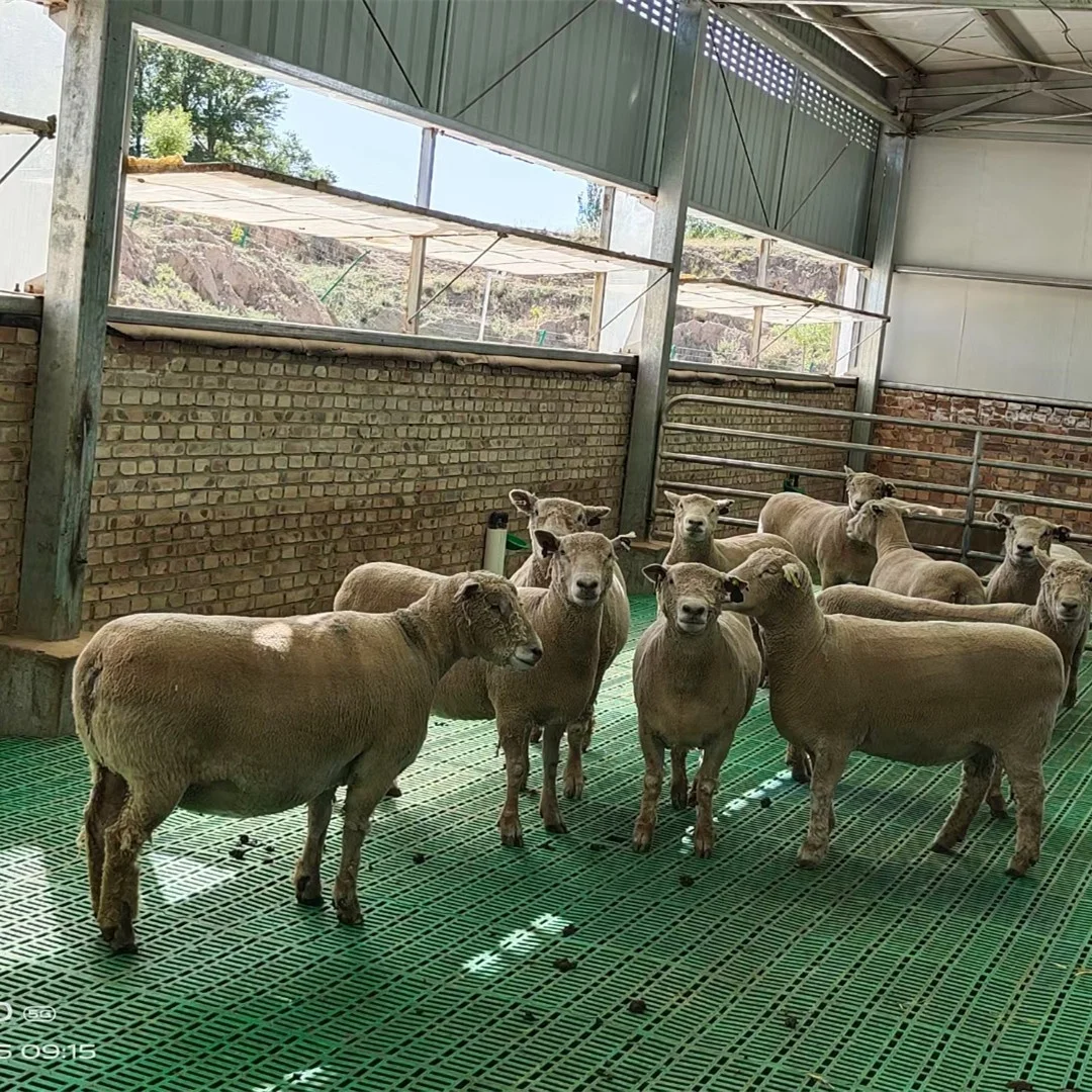 600*600 Mm Plastic Slat Flooring for Goat Farms - Durable & Hygienic