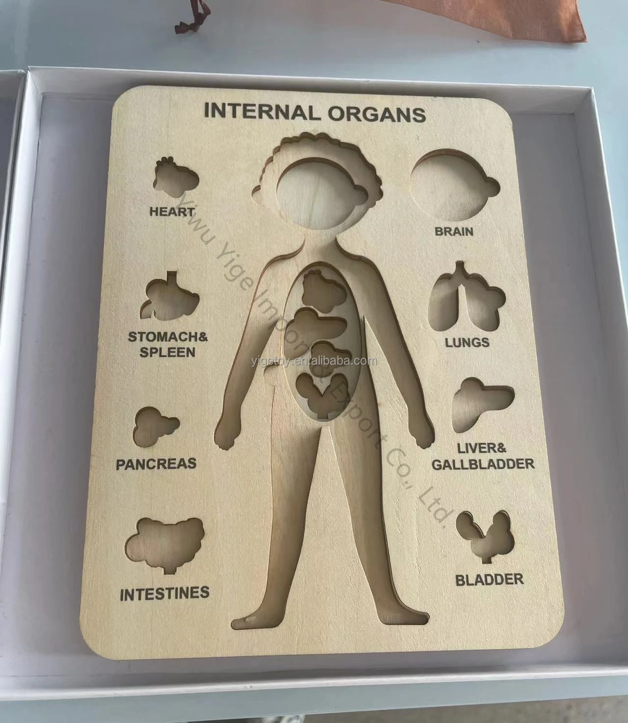 Educational Human Body Puzzle - Perfect for Homeschooling