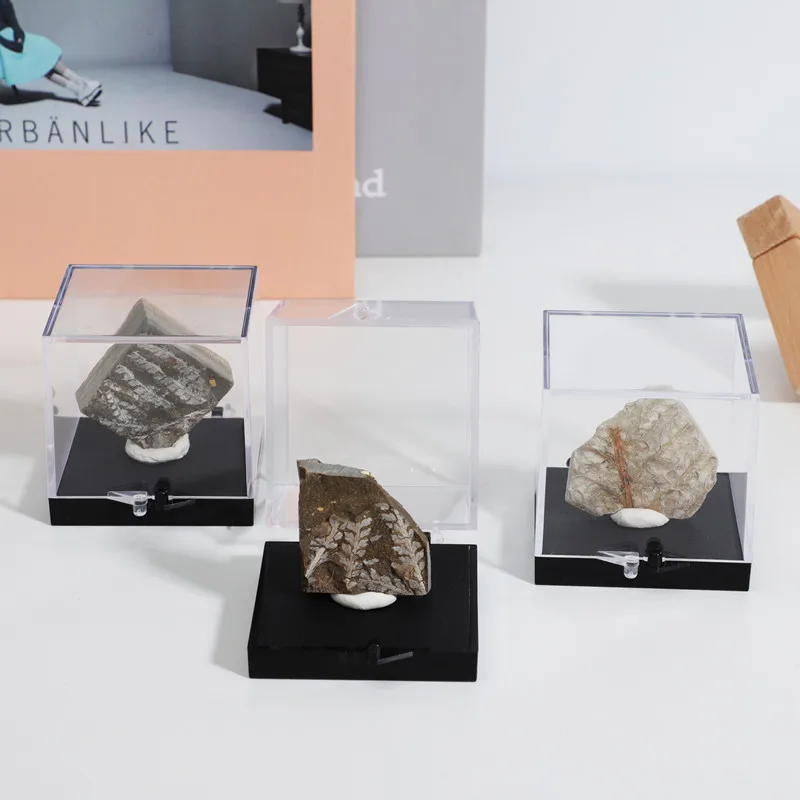 Wholesale Natural Fossil Leaf Stones Mineral Rock Specimens Ancient ...