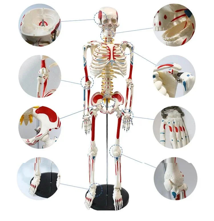 Human Body Assembly Set Medical Science Manikin,Medical Science Nurse ...