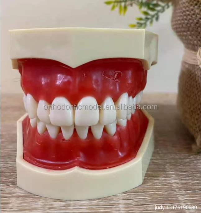 Orthodontic Practice Model Typodont Training Model Wax Gum - Buy ...