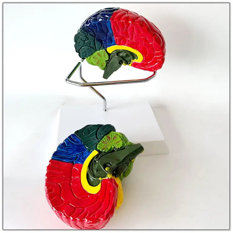 Medical Science Human Brain Model Color Division Function ...