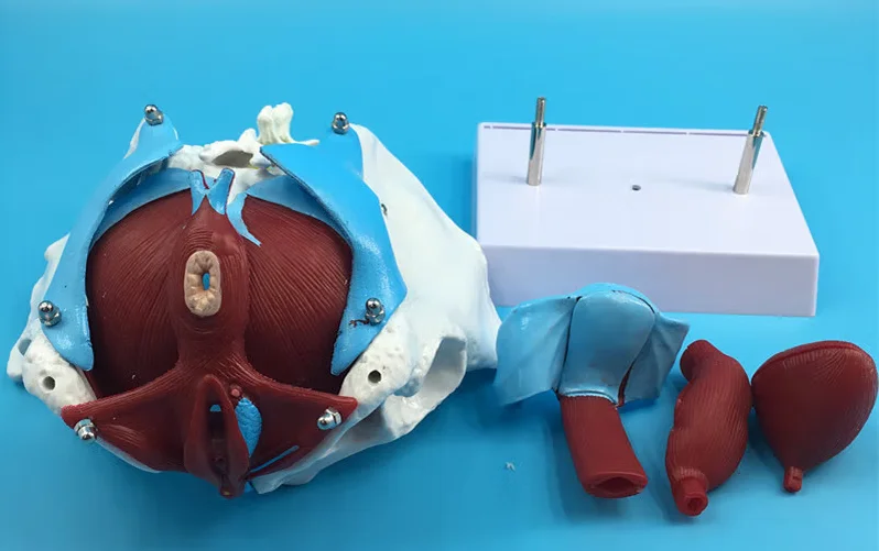Female Pelvic Structure Pelvic Floor Muscle Model Female Childbirth ...