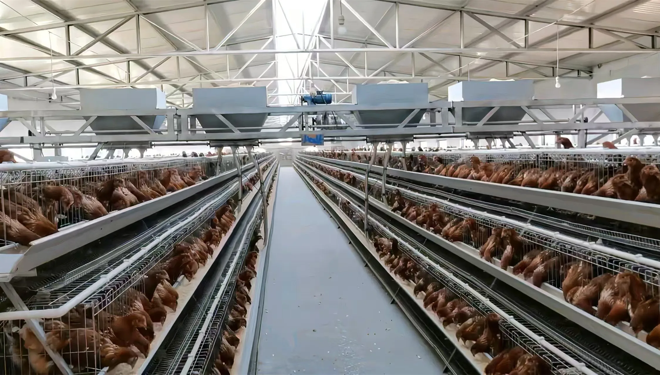 Modern Automatic Broiler Chicken Farming Equipment-New Condition H Type ...