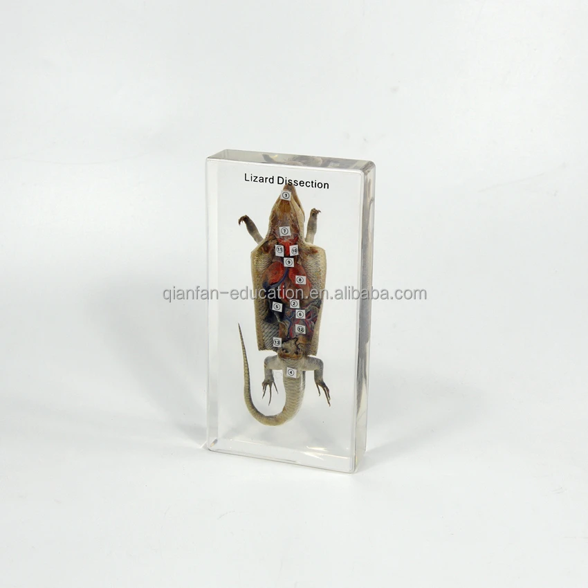 Lizard Dissection Resin Specimen School Teaching Equipment For Student ...