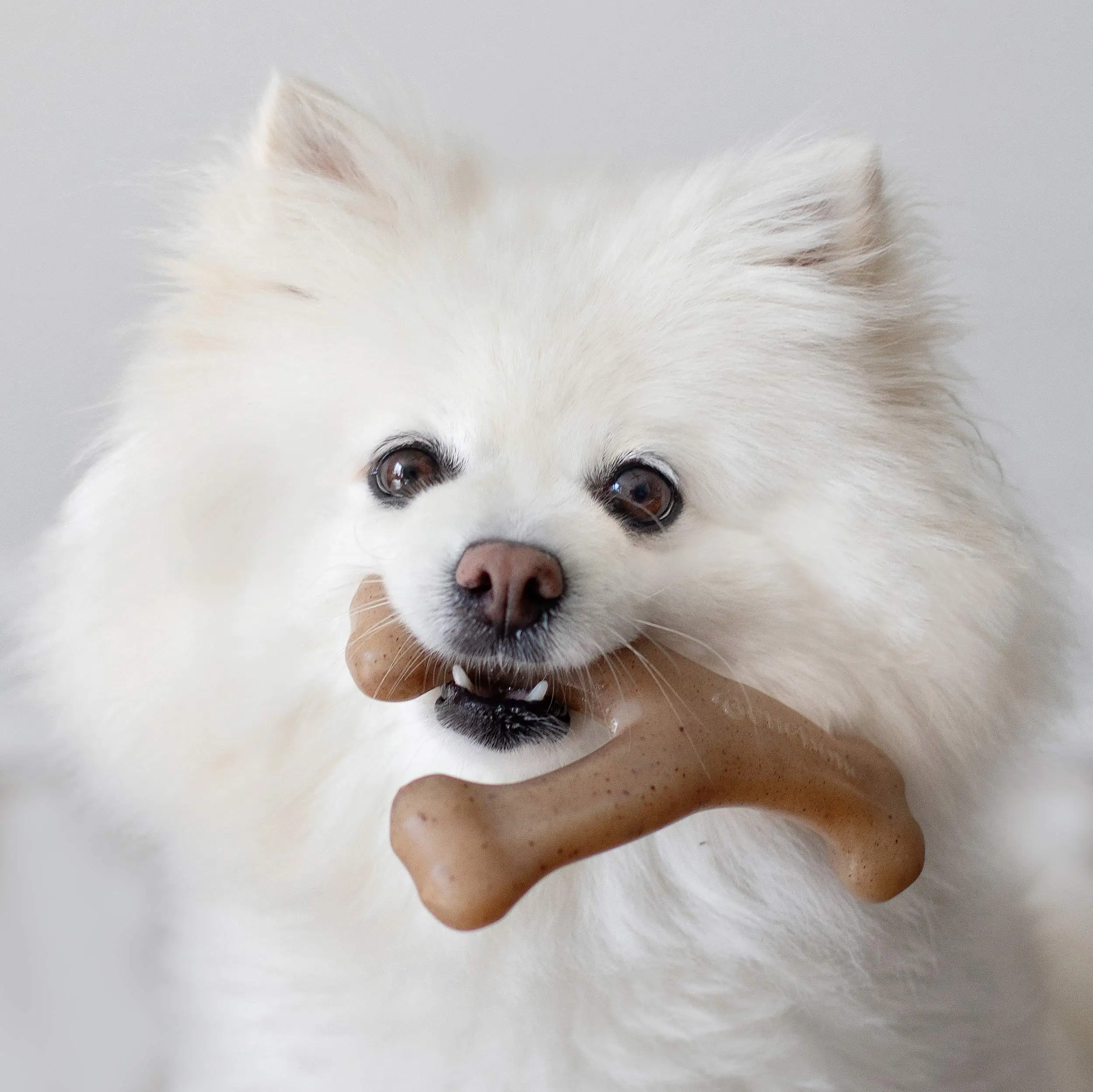 Benebone Nylon Bone Toy - Durable Chew for Aggressive Dogs