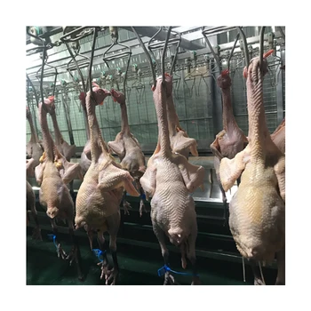 Duck Goose Slaughtering Production Line Slaughter And Cutting 500 Bph ...