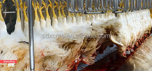 Rabbit Slaughterhouse - Efficient and Reliable Solutions