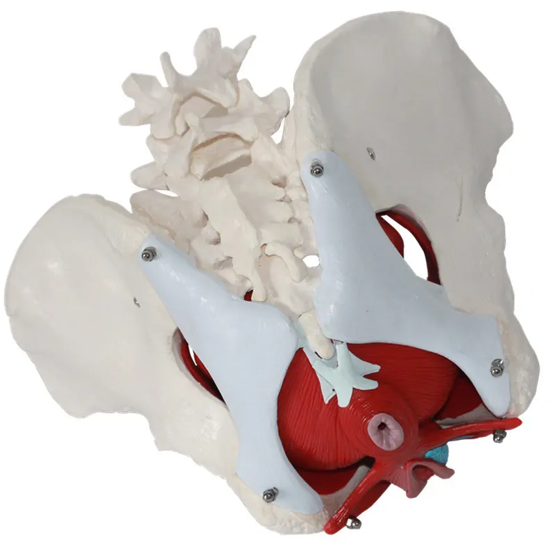 Female Pelvis And Perineum Model With Removable Organs Magnetic ...