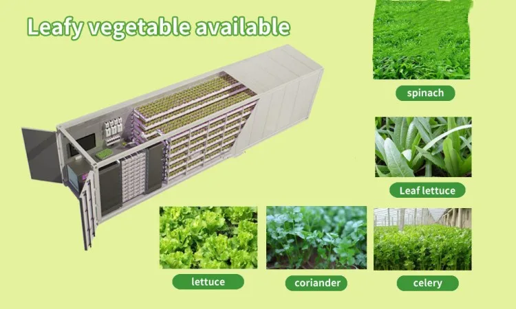 40ft Agricultural Farm Container - Ideal for Mushroom Cultivation