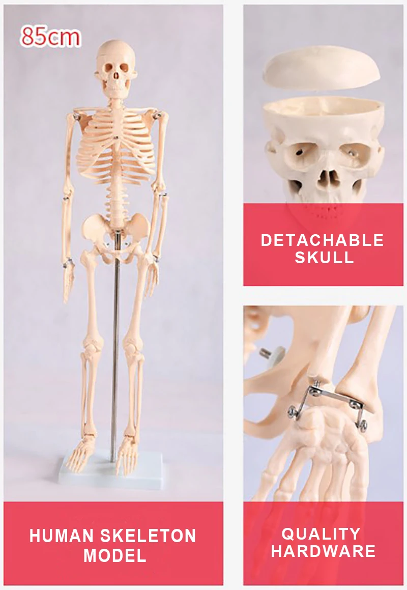 Unbreakable 180cm Life-Size PVC Adult Plastic Human Skeleton Model for ...